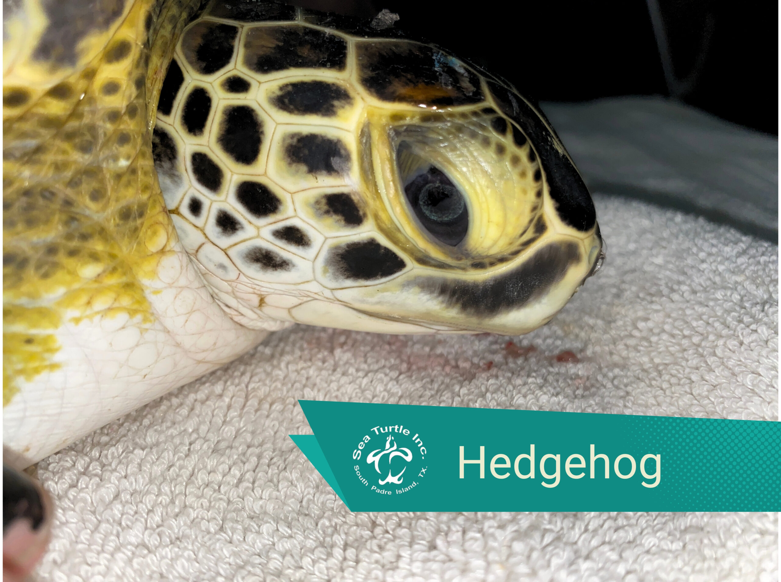 Hedgehog - Sea Turtle, Inc.