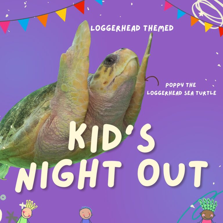HOME - Sea Turtle, Inc.