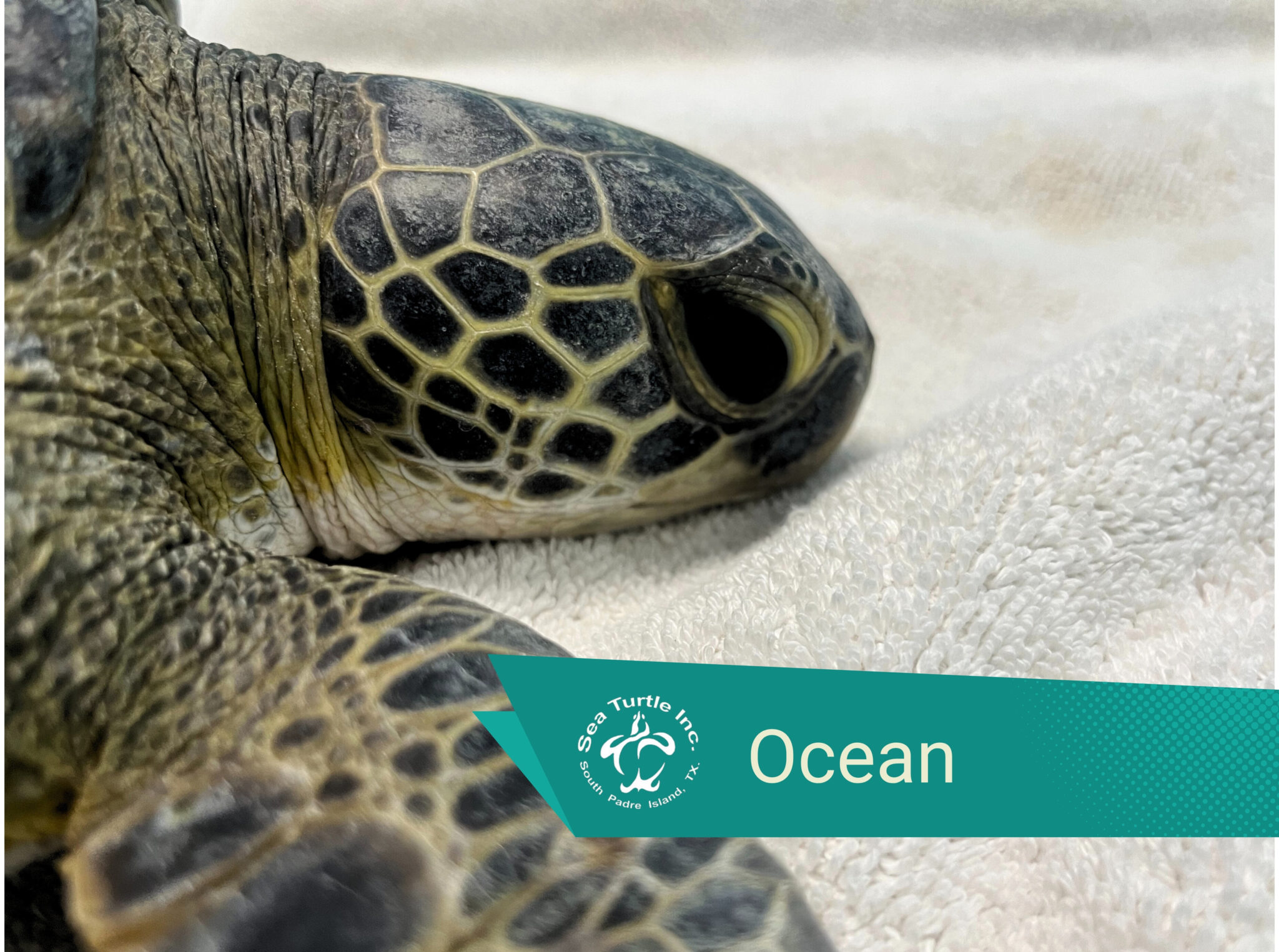 Ocean - Sea Turtle Inc.