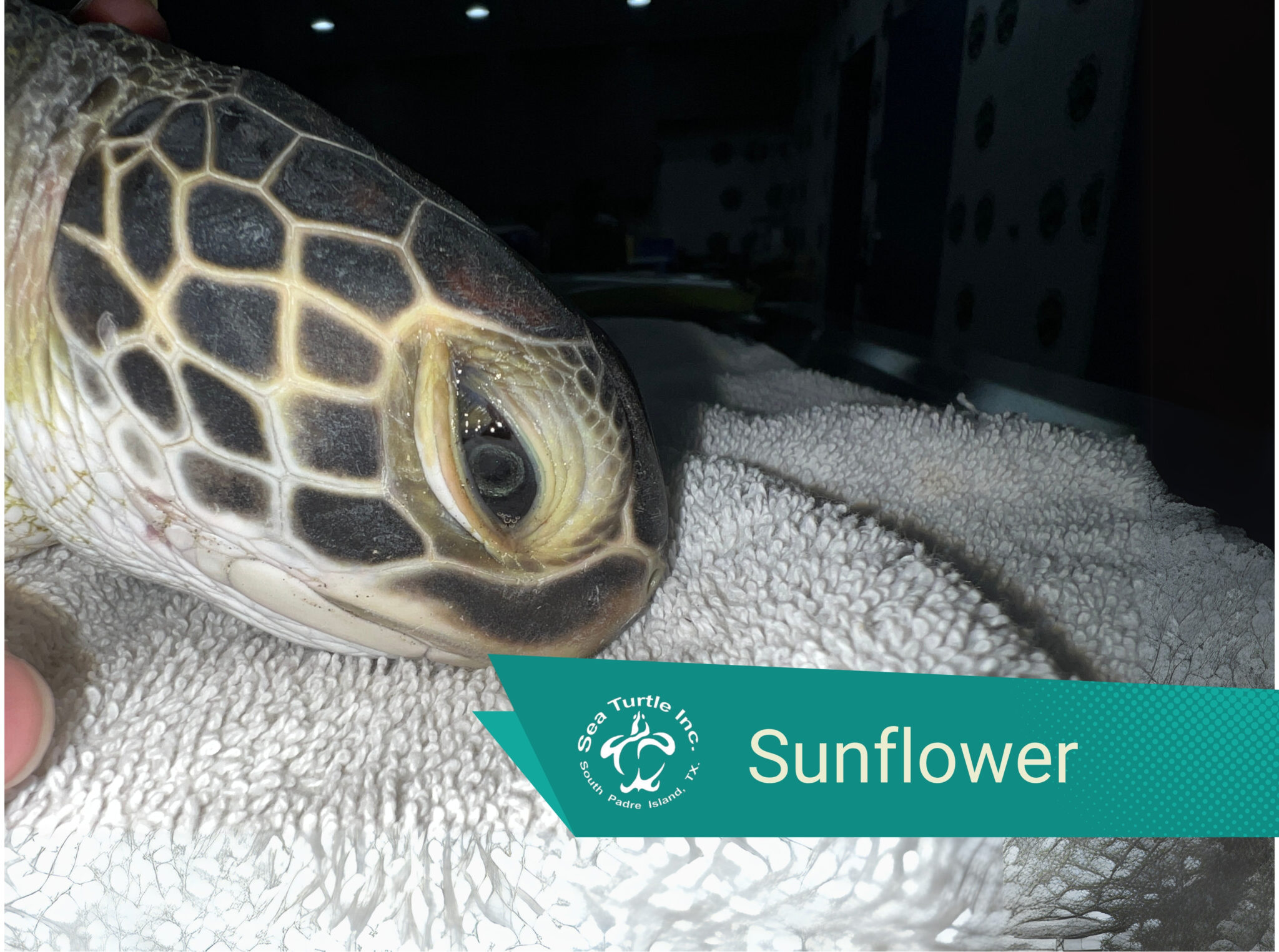 Sunflower - Sea Turtle, Inc.