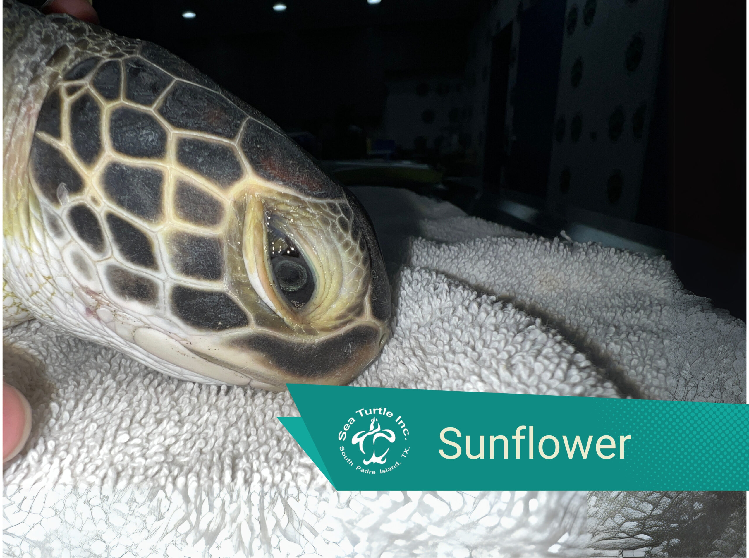Sunflower - Sea Turtle, Inc.