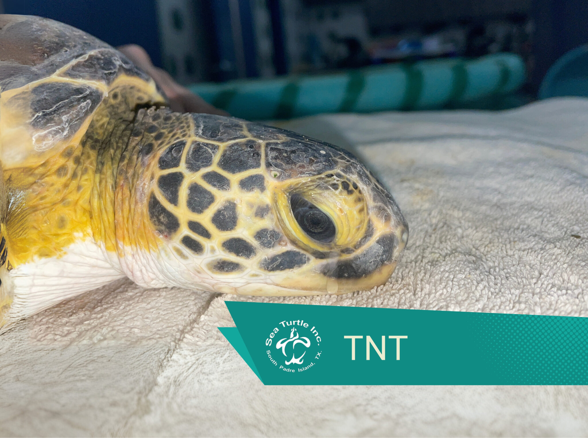 TNT - Sea Turtle, Inc.