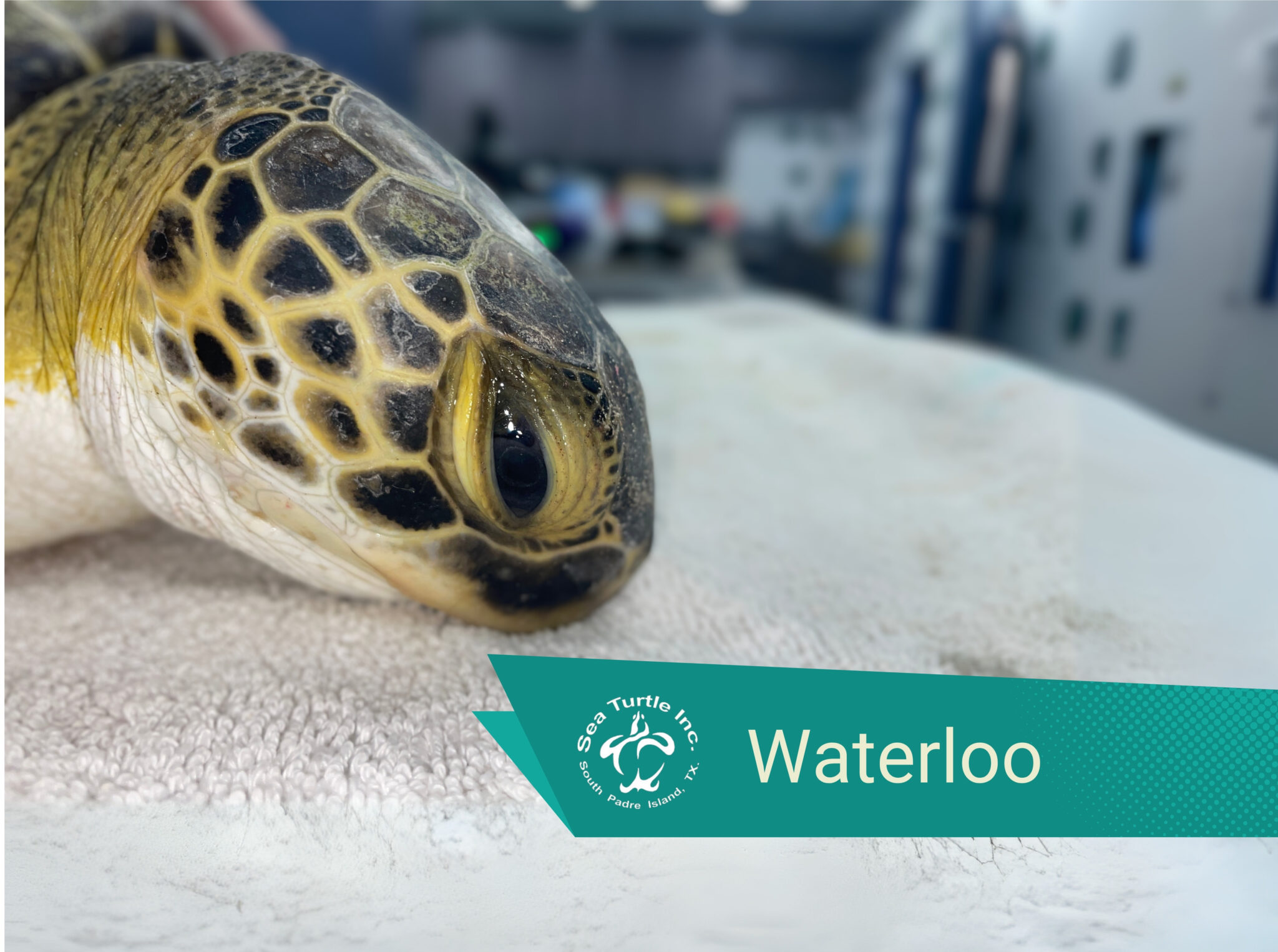 Waterloo - Sea Turtle Inc.