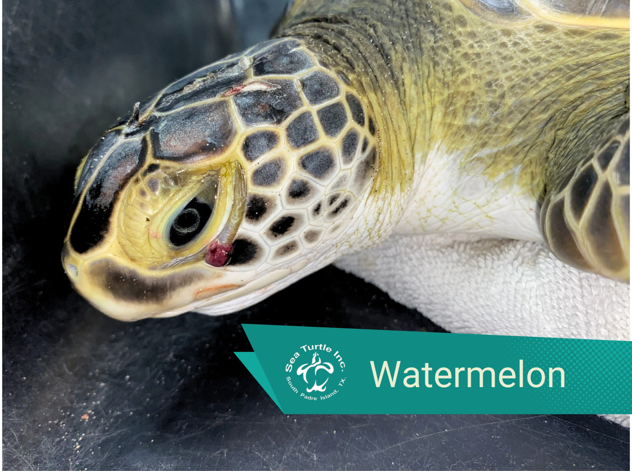 Watermelon - Sea Turtle, Inc.