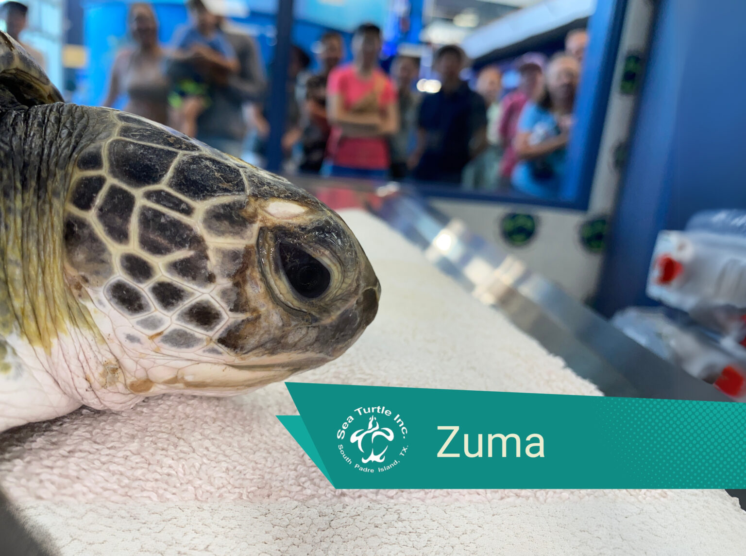 Zuma - Sea Turtle, Inc.