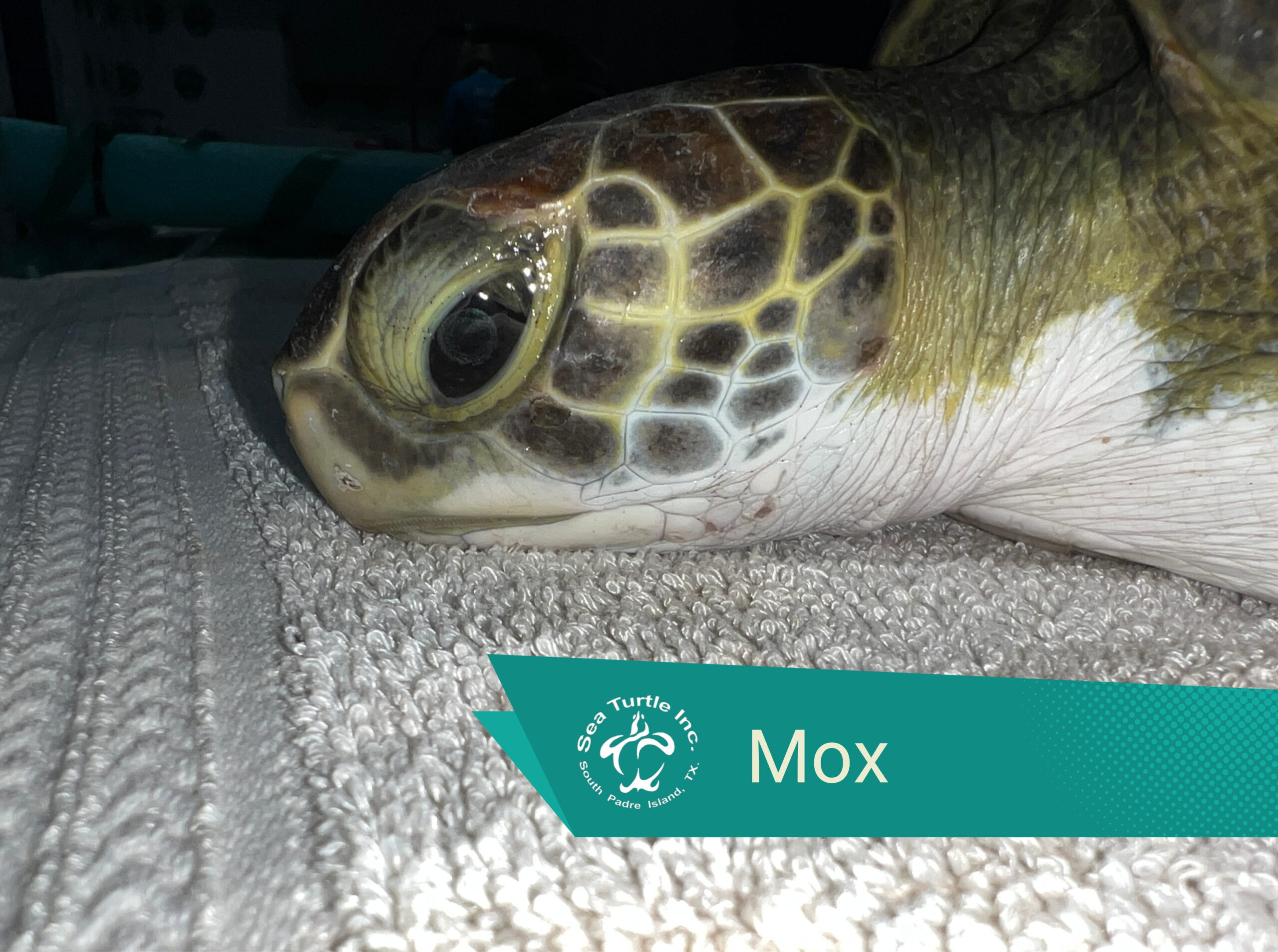 Mox - Sea Turtle, Inc.