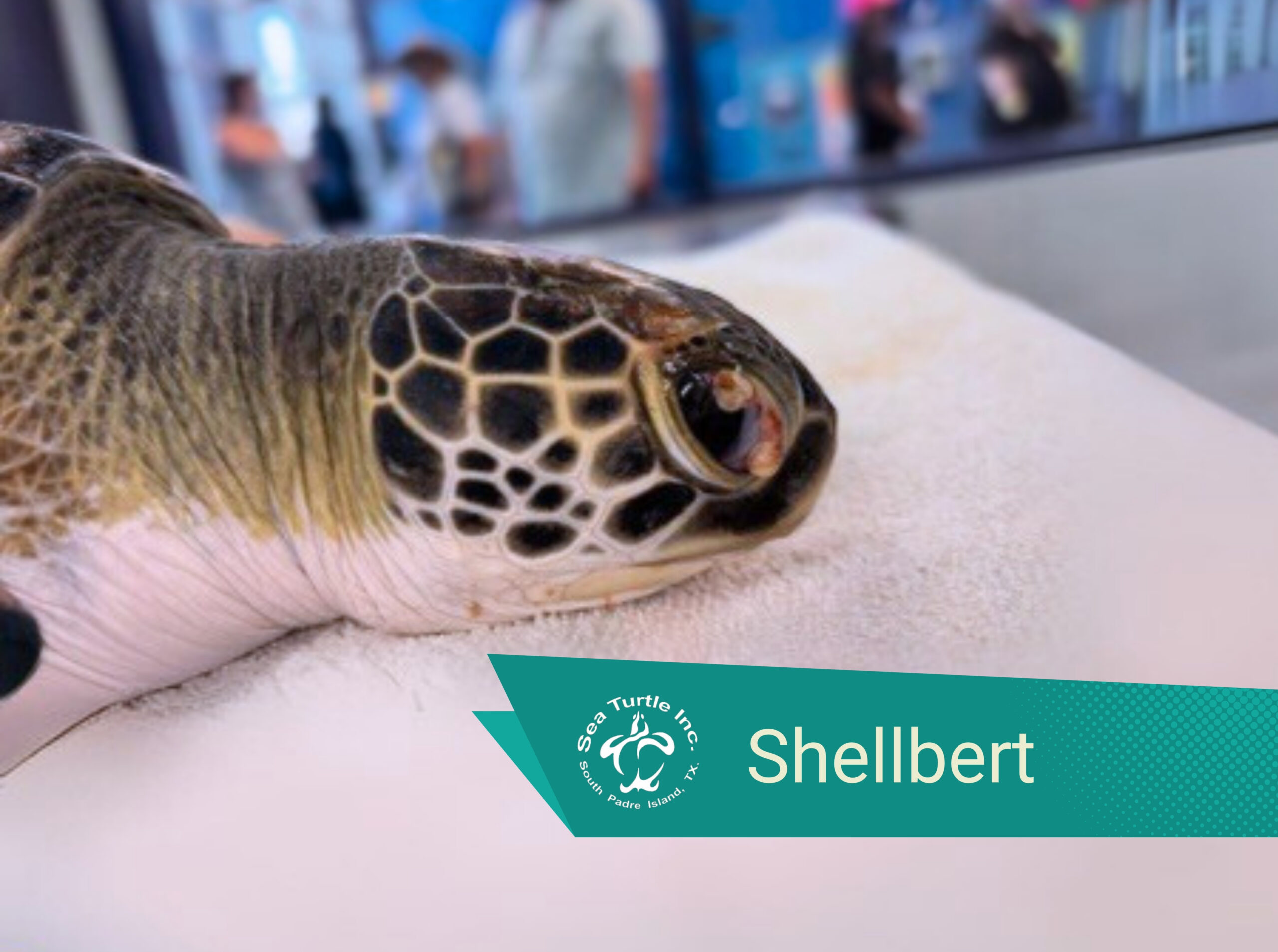 Shellbert - Sea Turtle Inc.