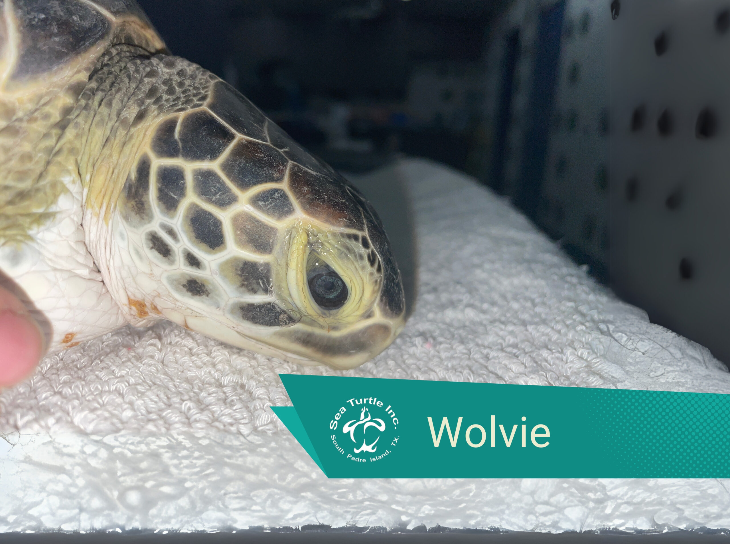 Wolvie - Sea Turtle, Inc.