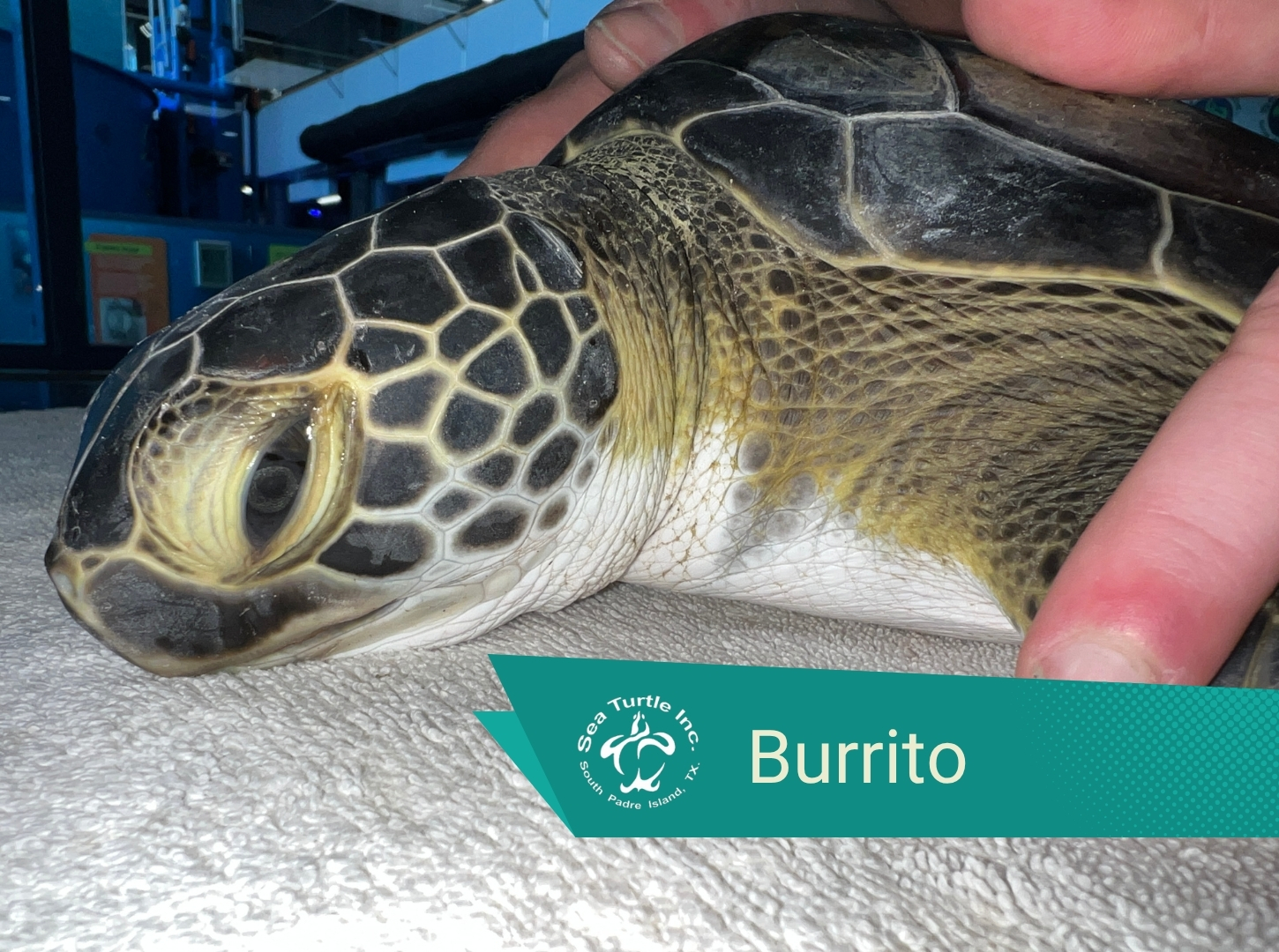 Burrito - Sea Turtle Inc.