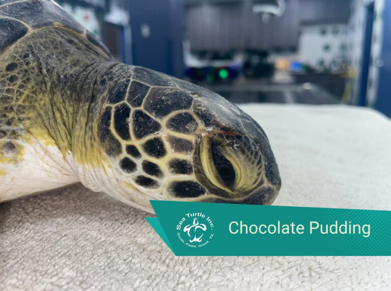 Chocolate Pudding - Sea Turtle Inc.