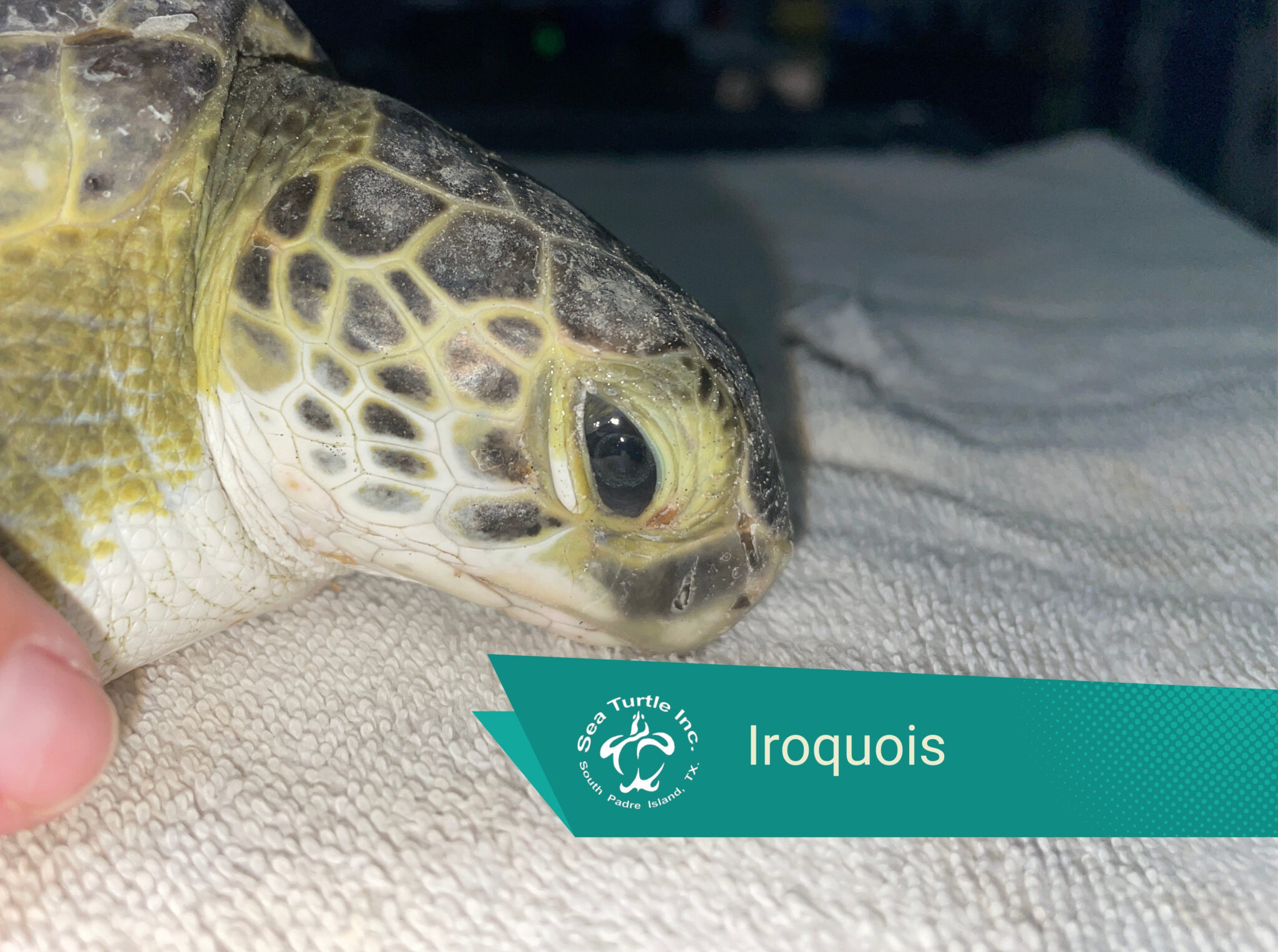 Iroquois - Sea Turtle Inc.