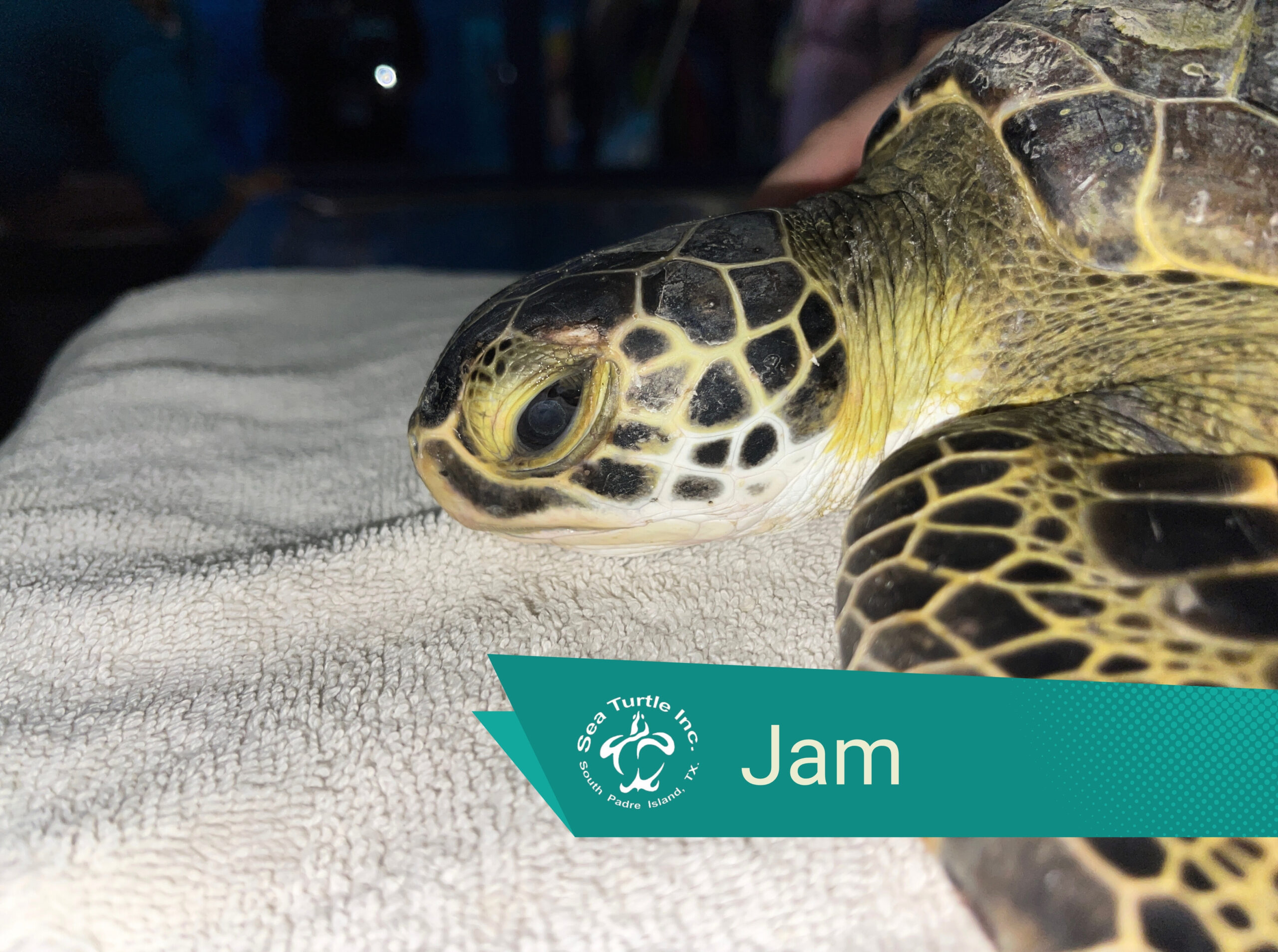 Jam - Sea Turtle Inc.