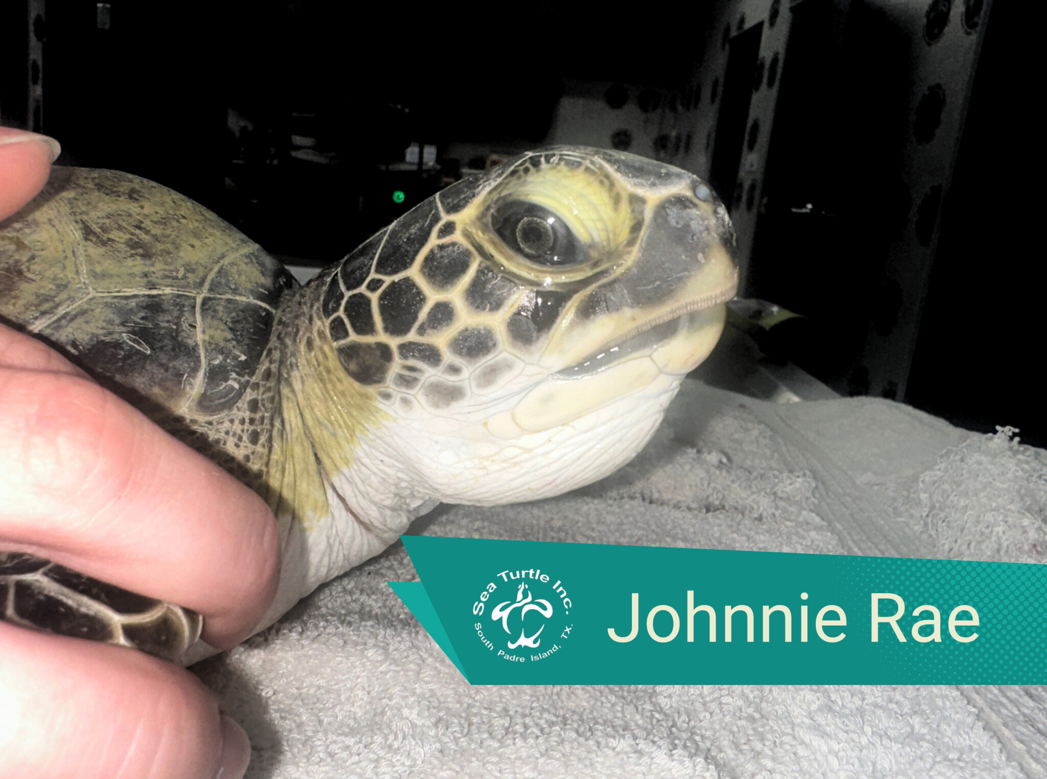 Johnnie Rae - Sea Turtle, Inc.