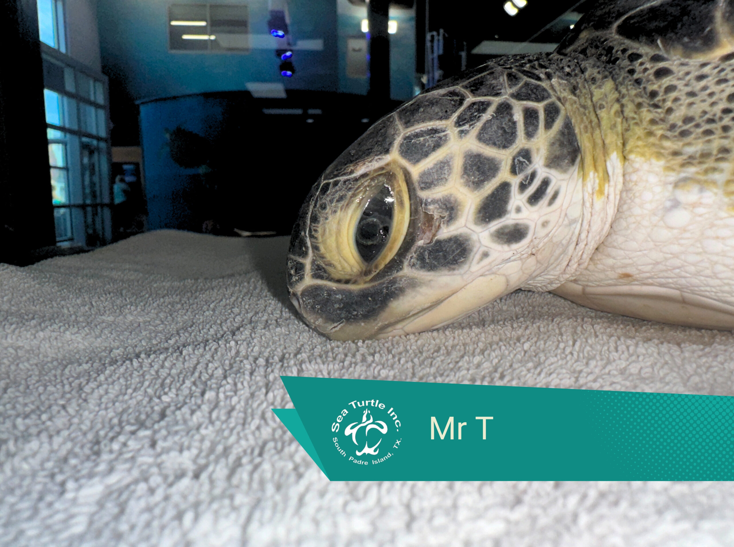 Mr T - Sea Turtle Inc.