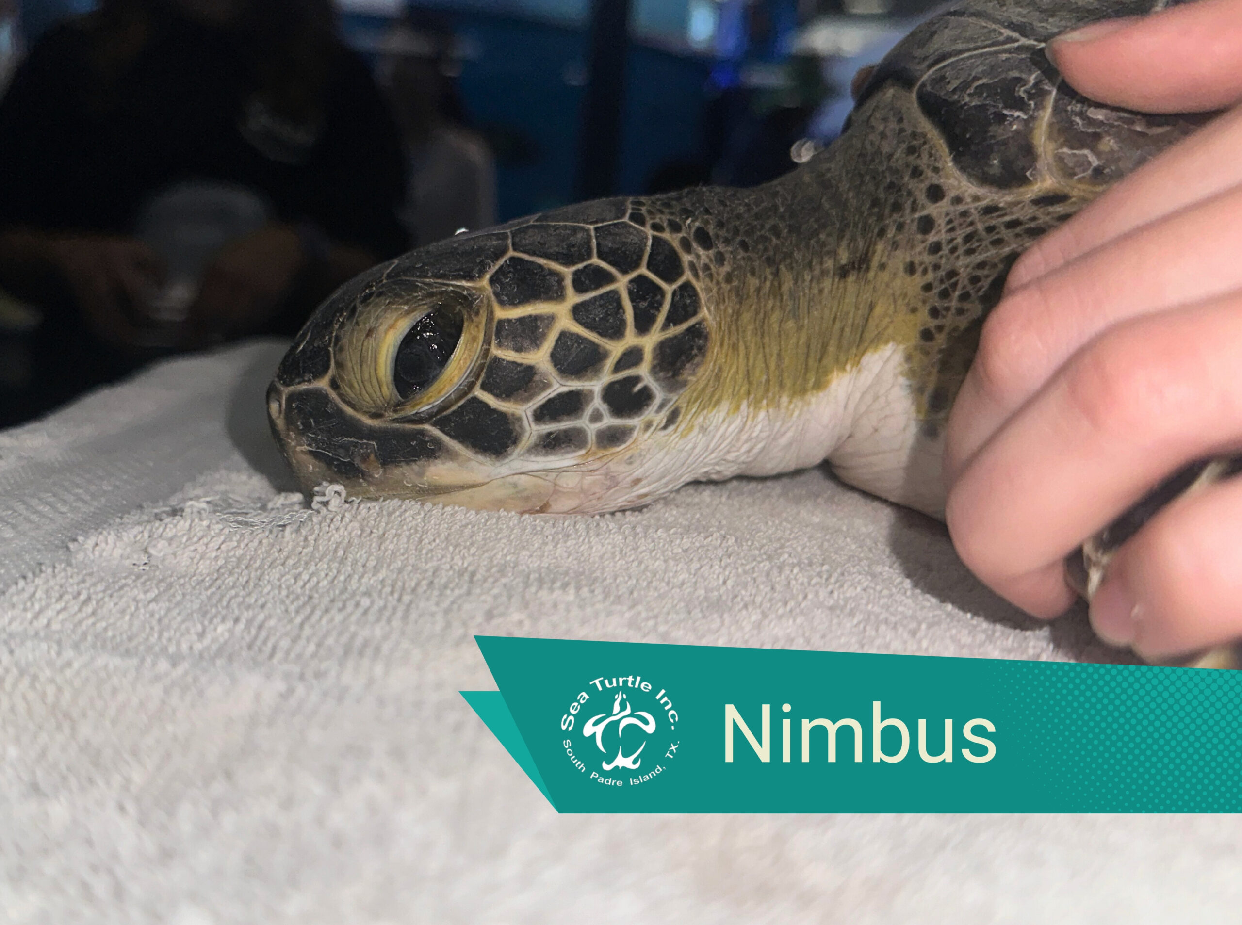 Nimbus - Sea Turtle Inc.