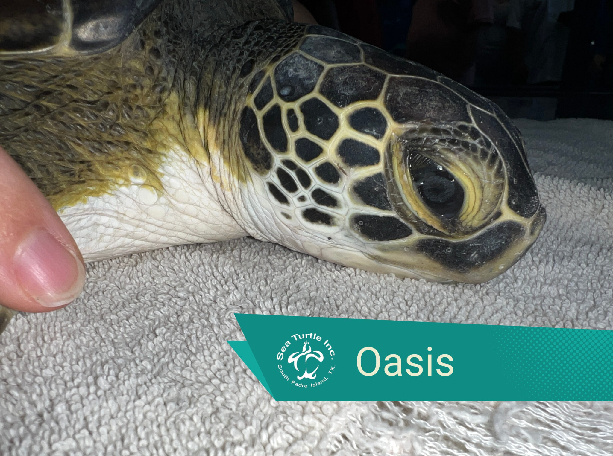 Oasis - Sea Turtle Inc.