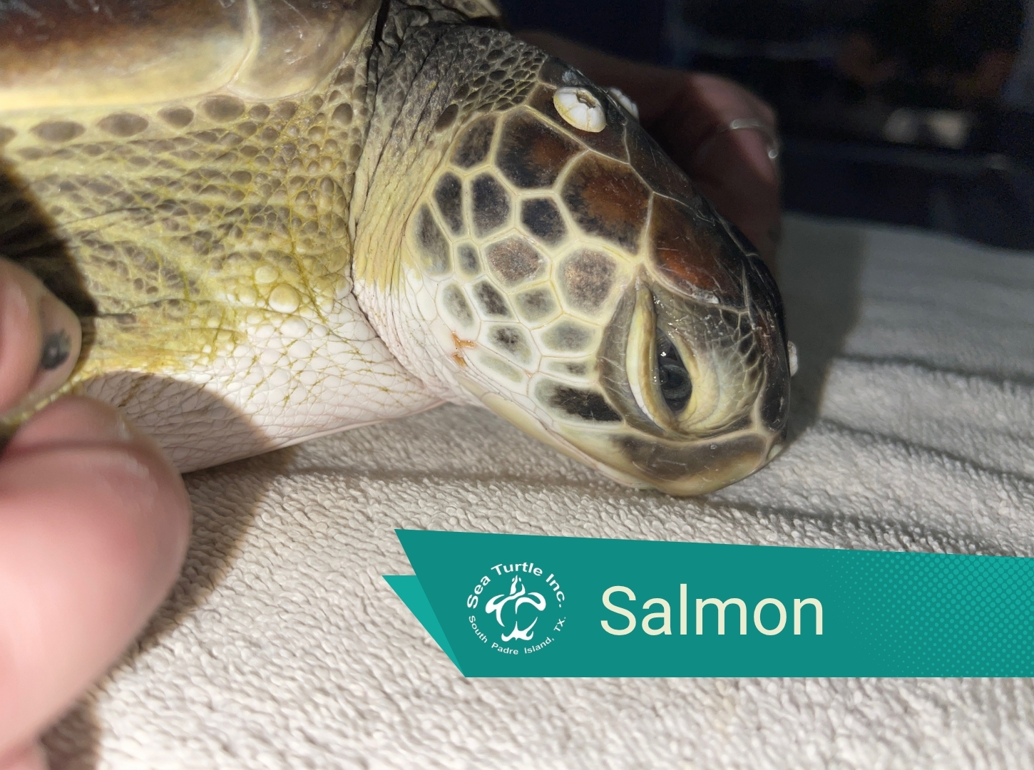Salmon - Sea Turtle, Inc.
