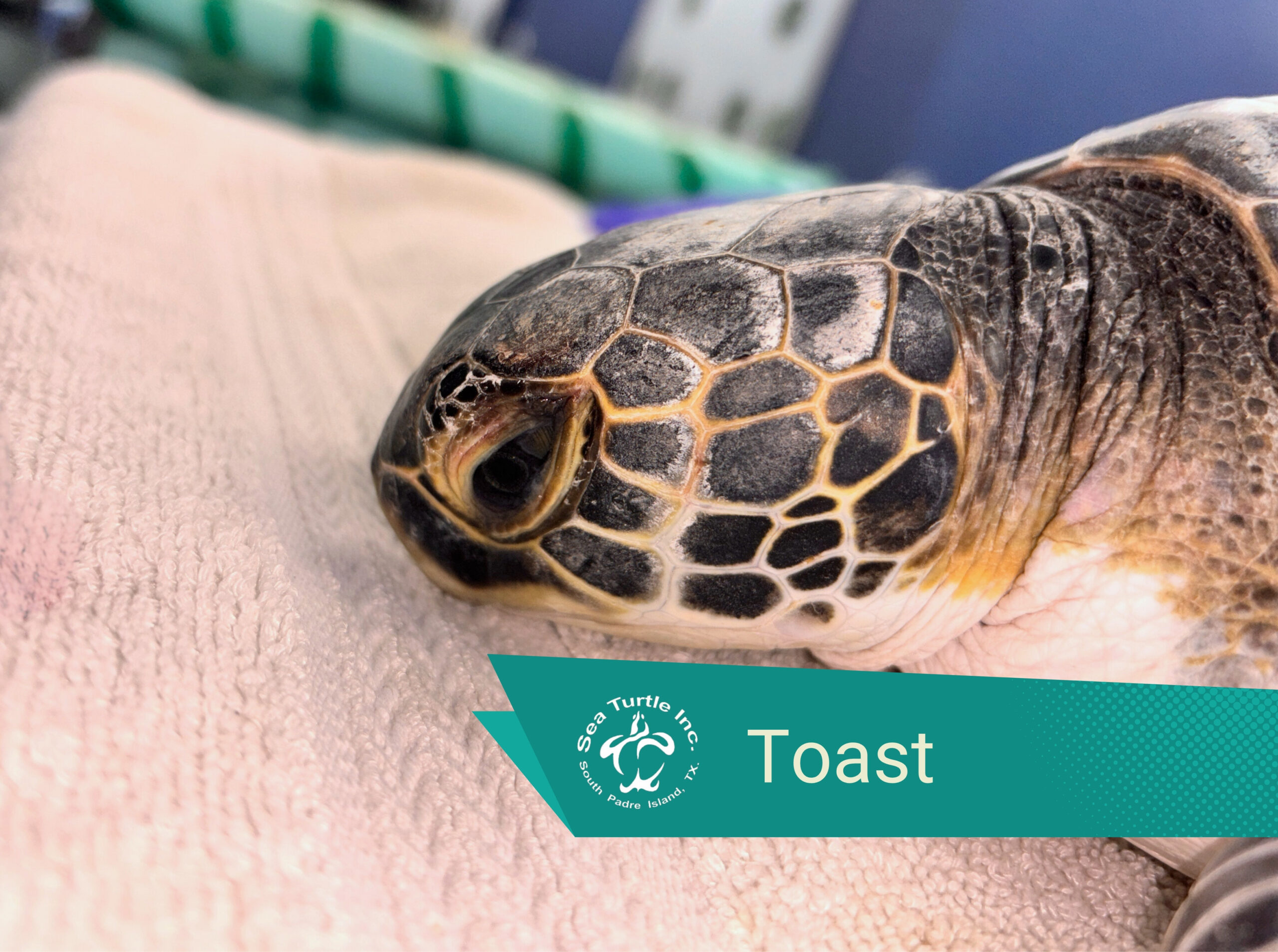 Toast - Sea Turtle Inc.