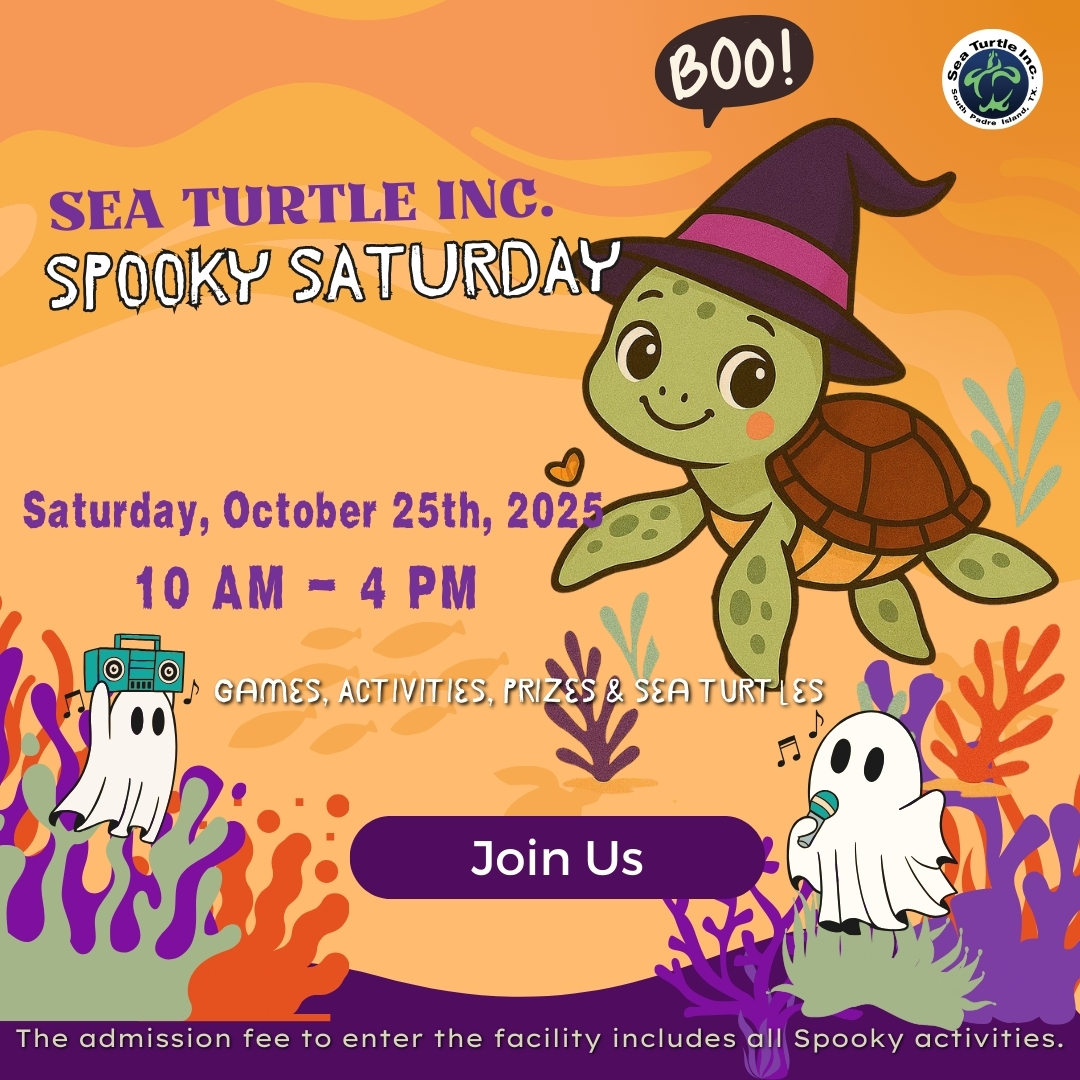 HOME - Sea Turtle, Inc.