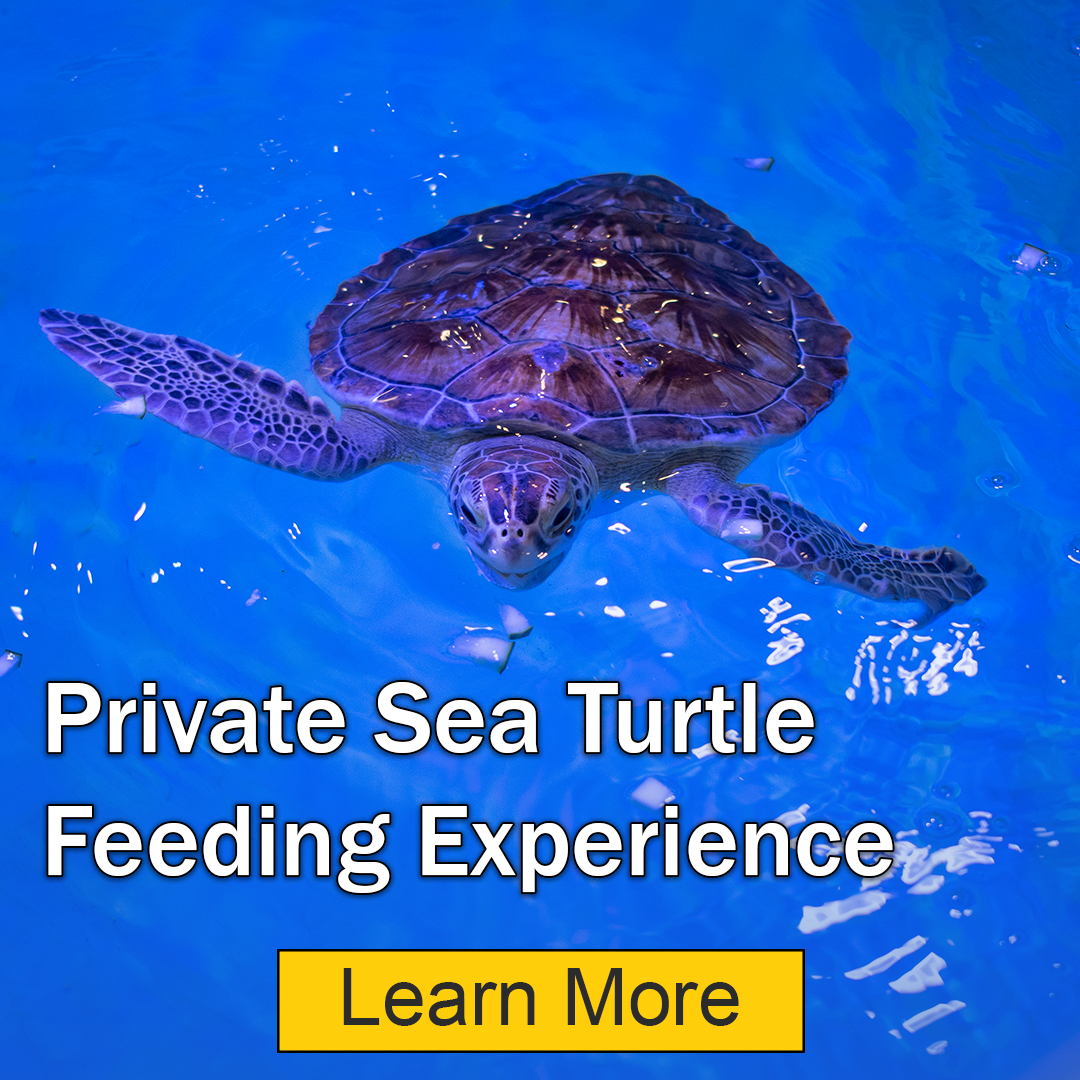 VISIT - Sea Turtle, Inc.