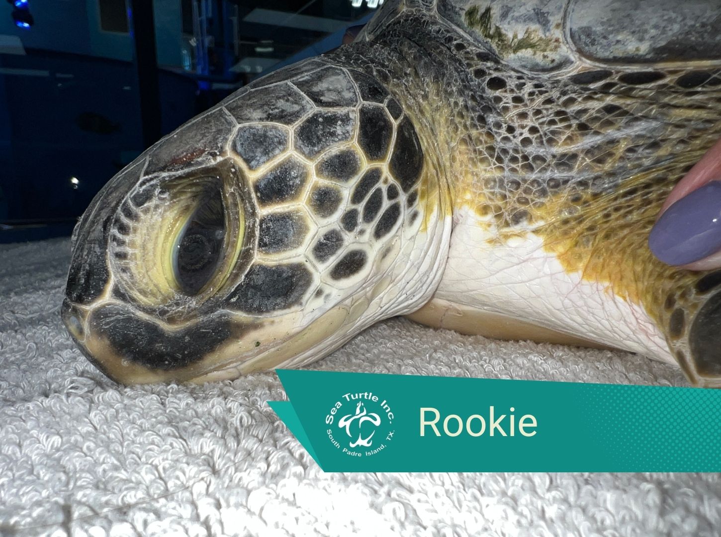 Rookie - Sea Turtle, Inc.