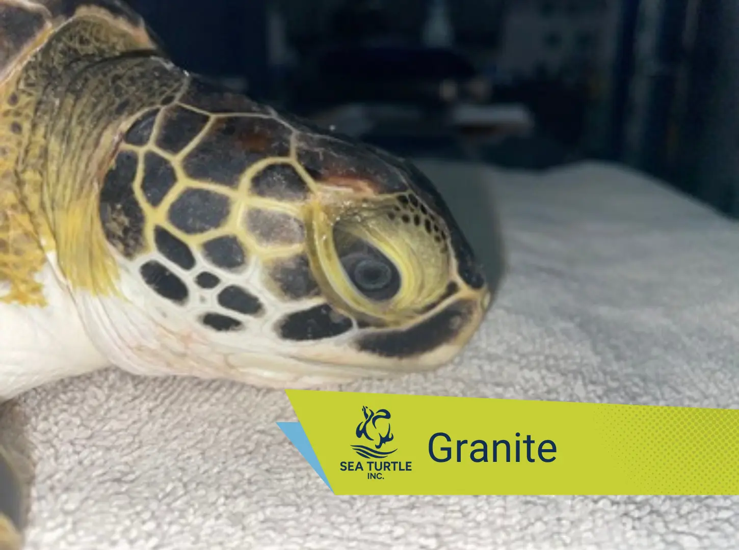 Granite - Sea Turtle Inc.