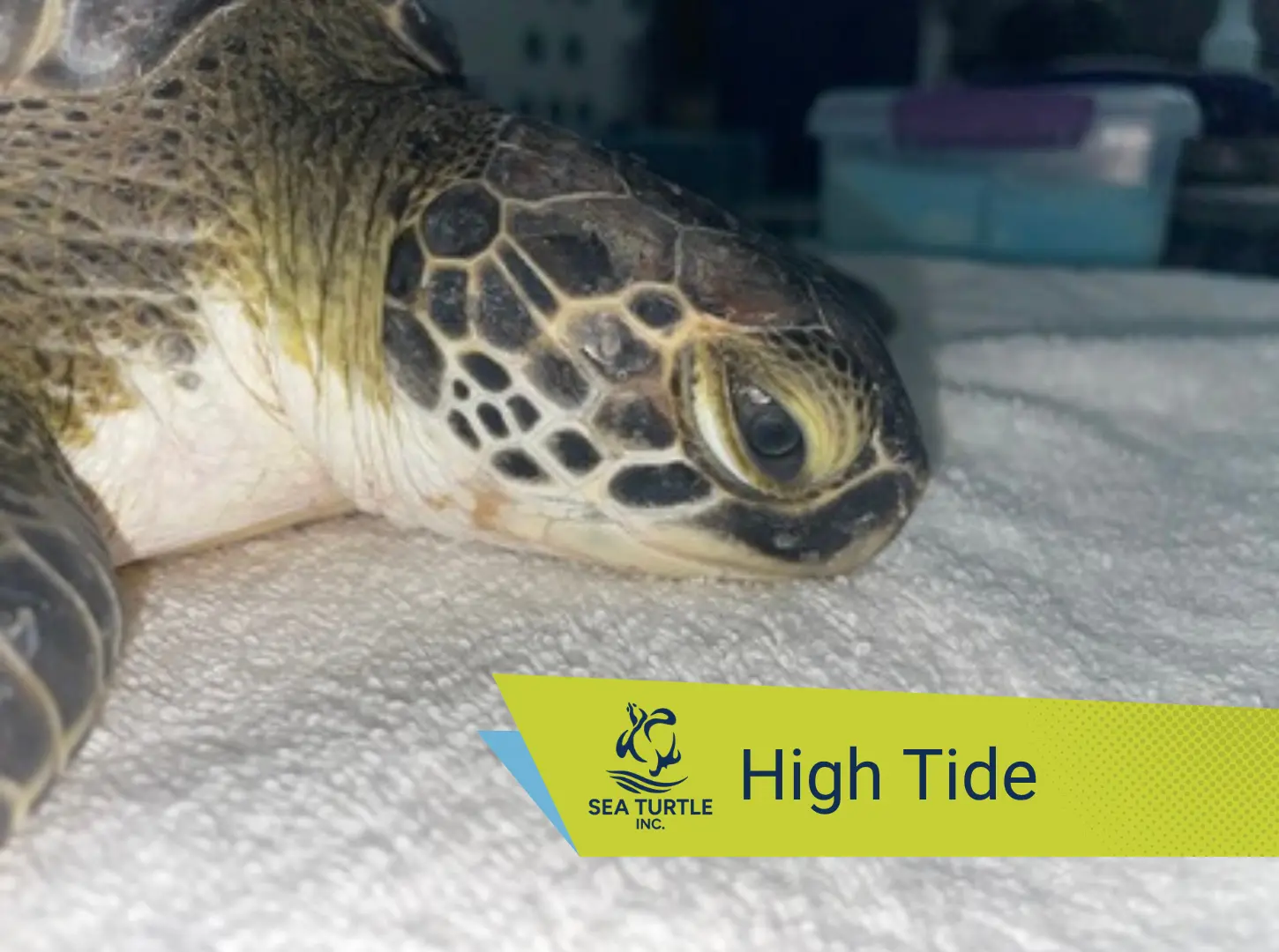 High Tide - Sea Turtle Inc.