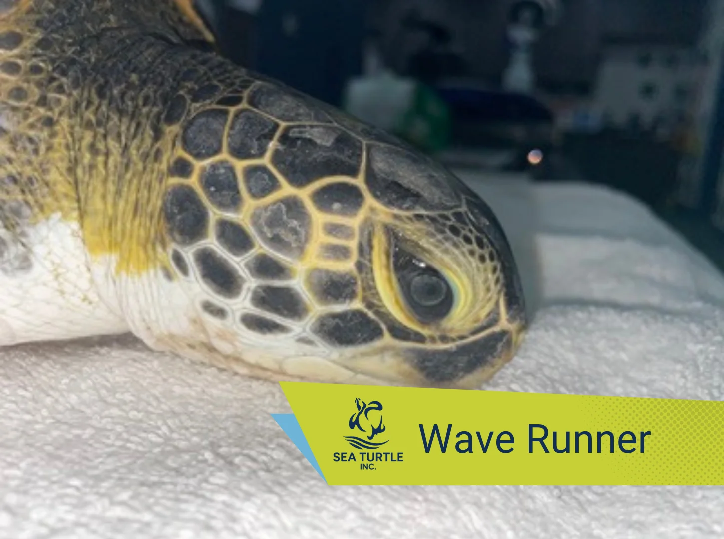 Wave Runner - Sea Turtle Inc.