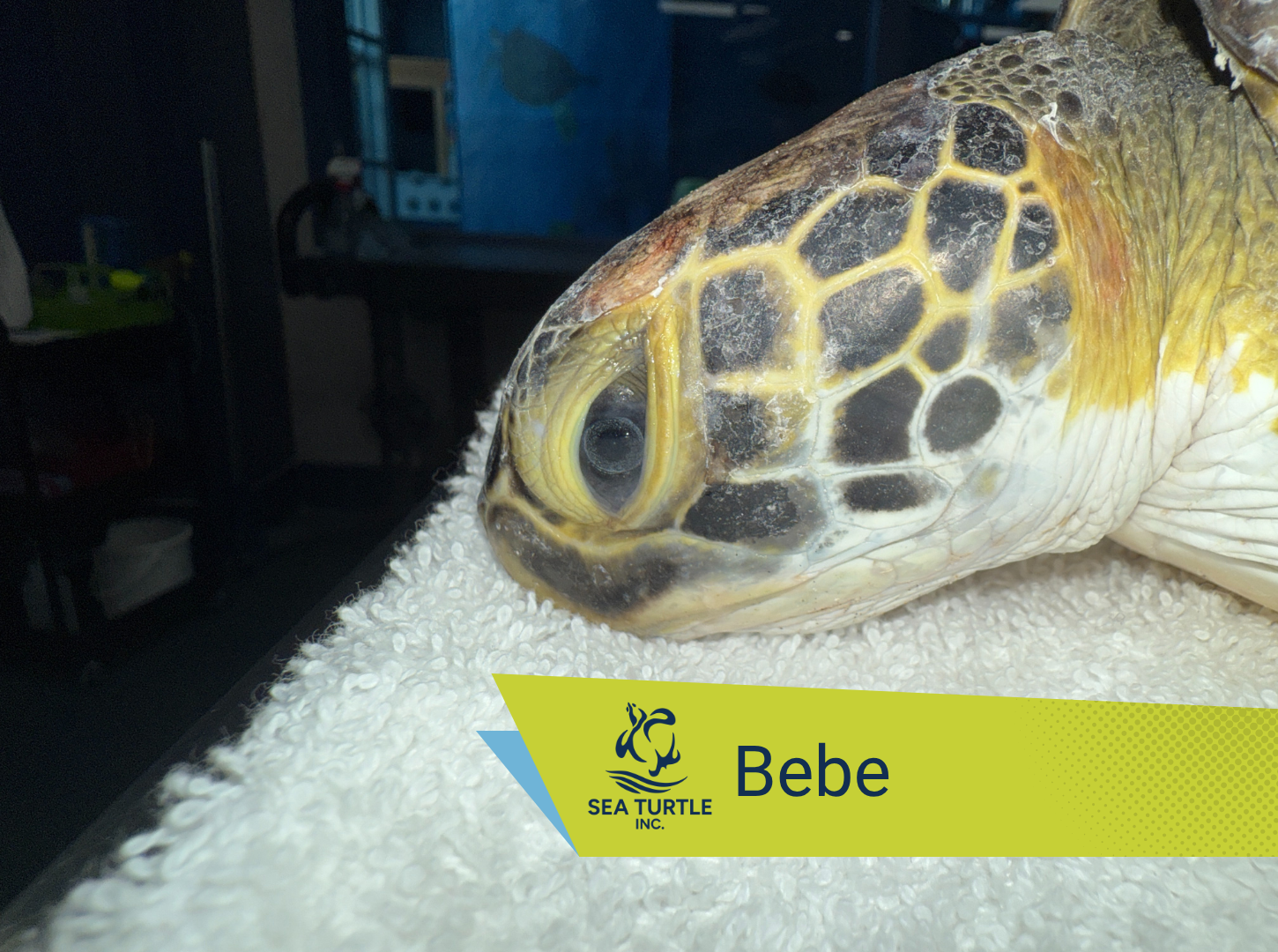 Bebe - Sea Turtle, Inc.