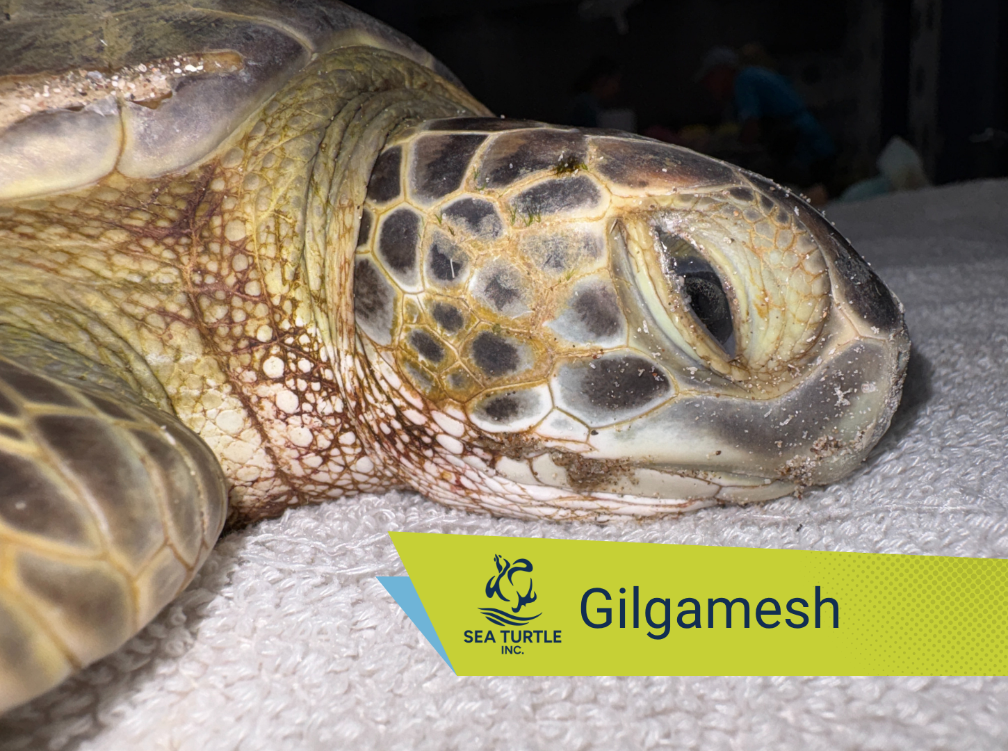Gilgamesh - Sea Turtle Inc.