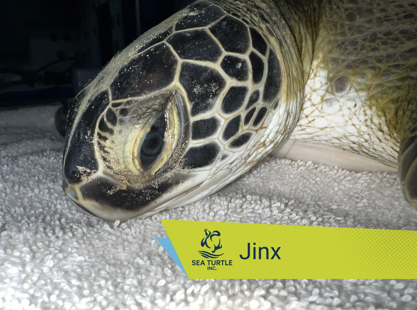 Jinx - Sea Turtle, Inc.