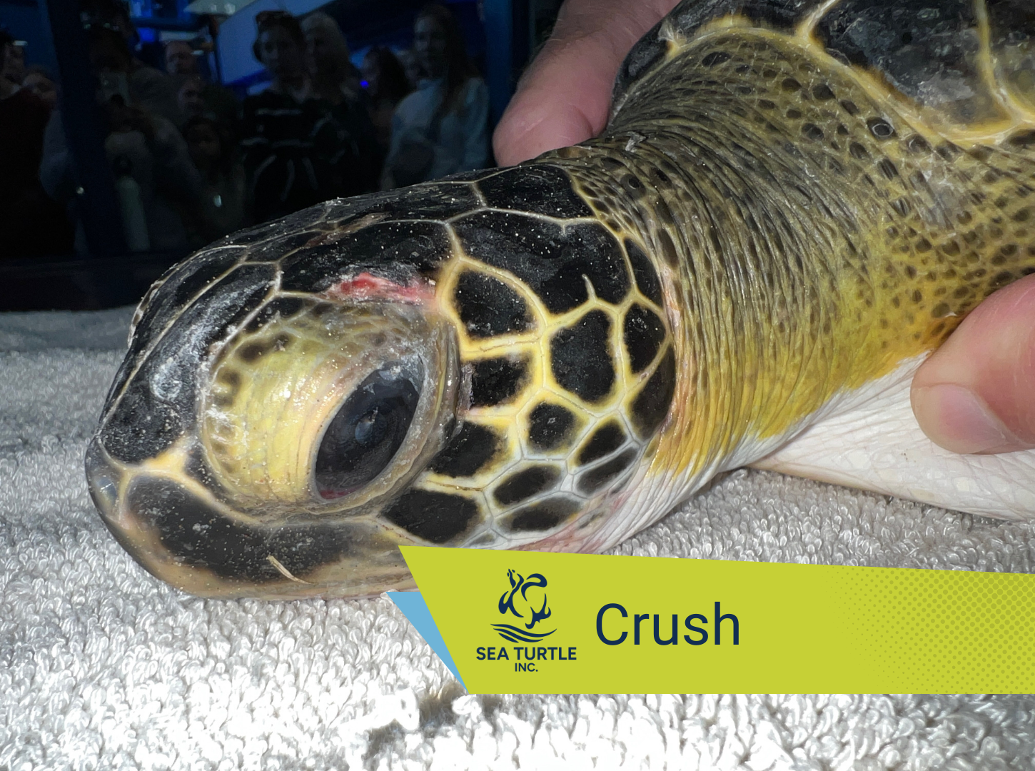 Crush - Sea Turtle Inc.