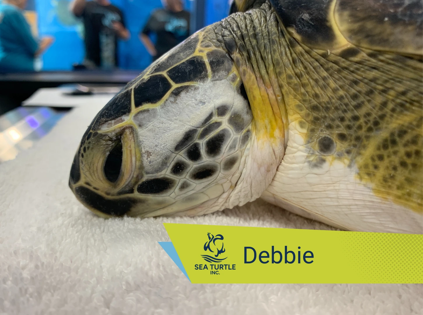 Debbie - Sea Turtle Inc.