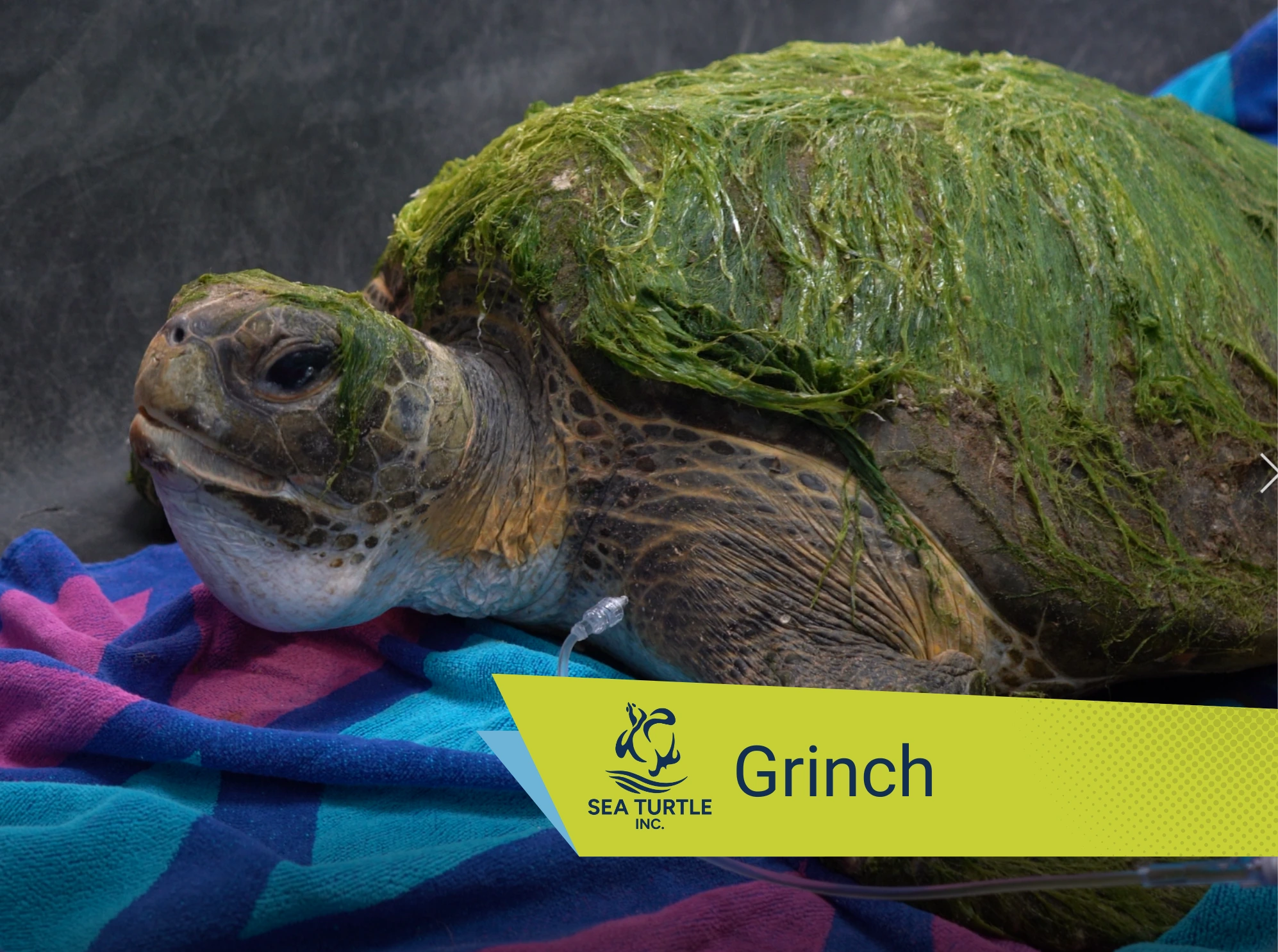 Grinch - Sea Turtle Inc.