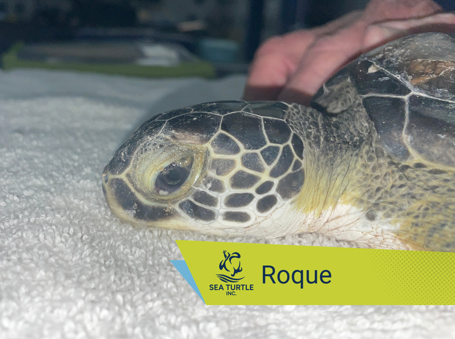 Roque - Sea Turtle Inc.