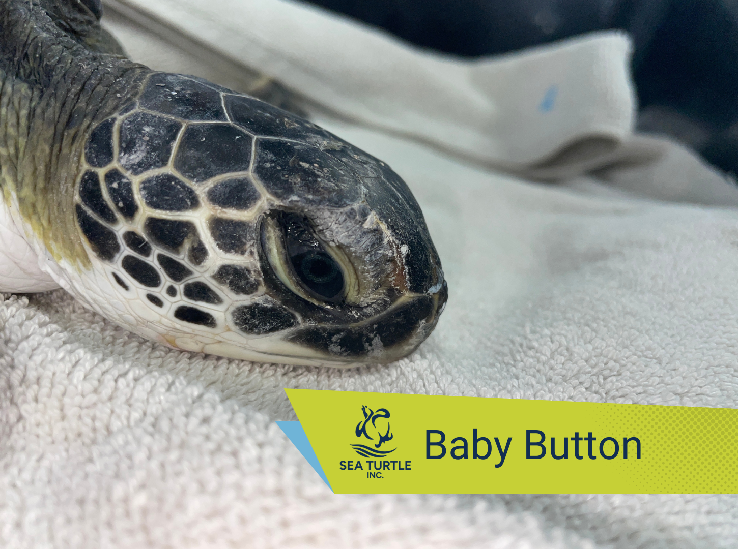 Baby Button - Sea Turtle Inc.