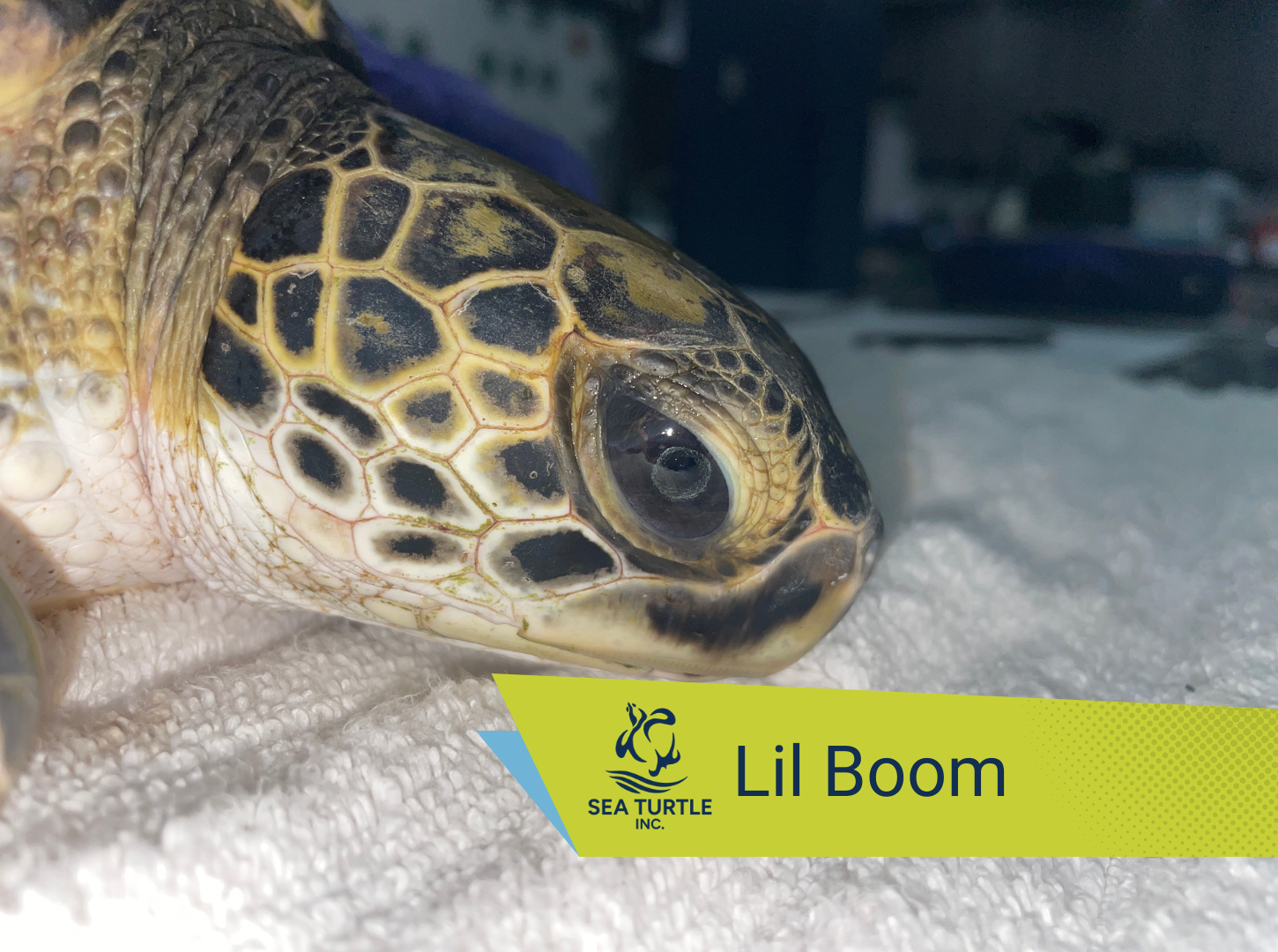 Lil Boom - Sea Turtle Inc.