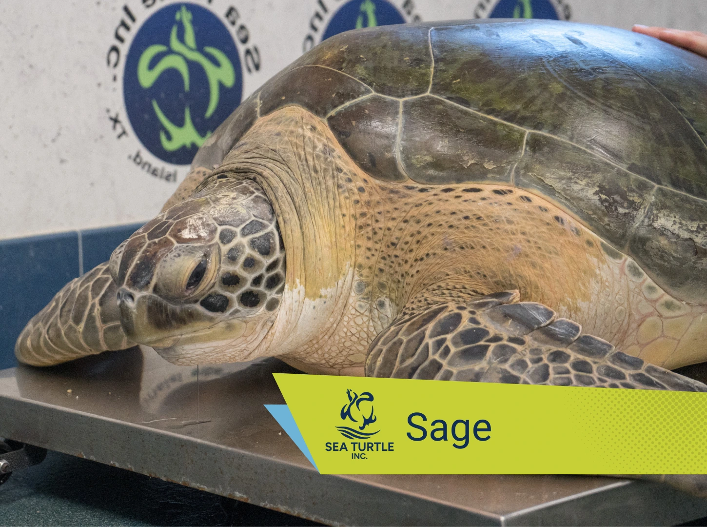 Sage - Sea Turtle Inc.
