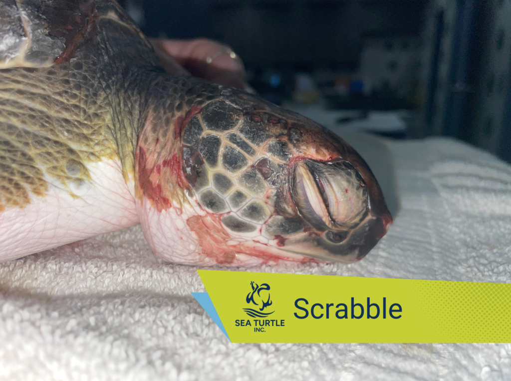 Scrabble - Sea Turtle Inc.