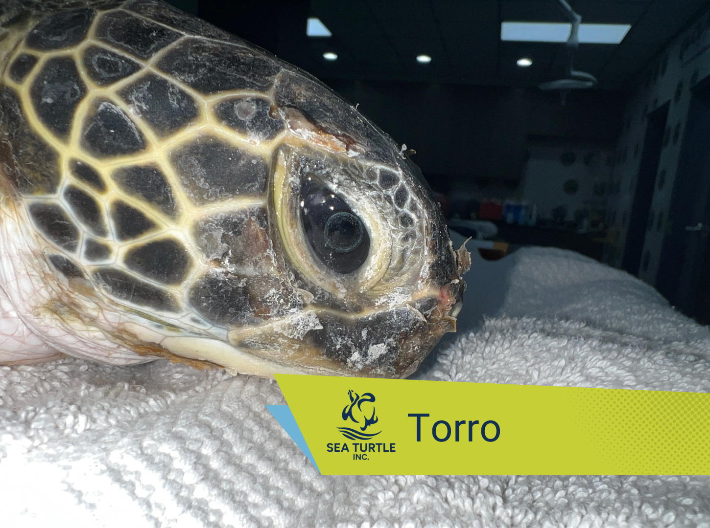 Torro - Sea Turtle Inc.