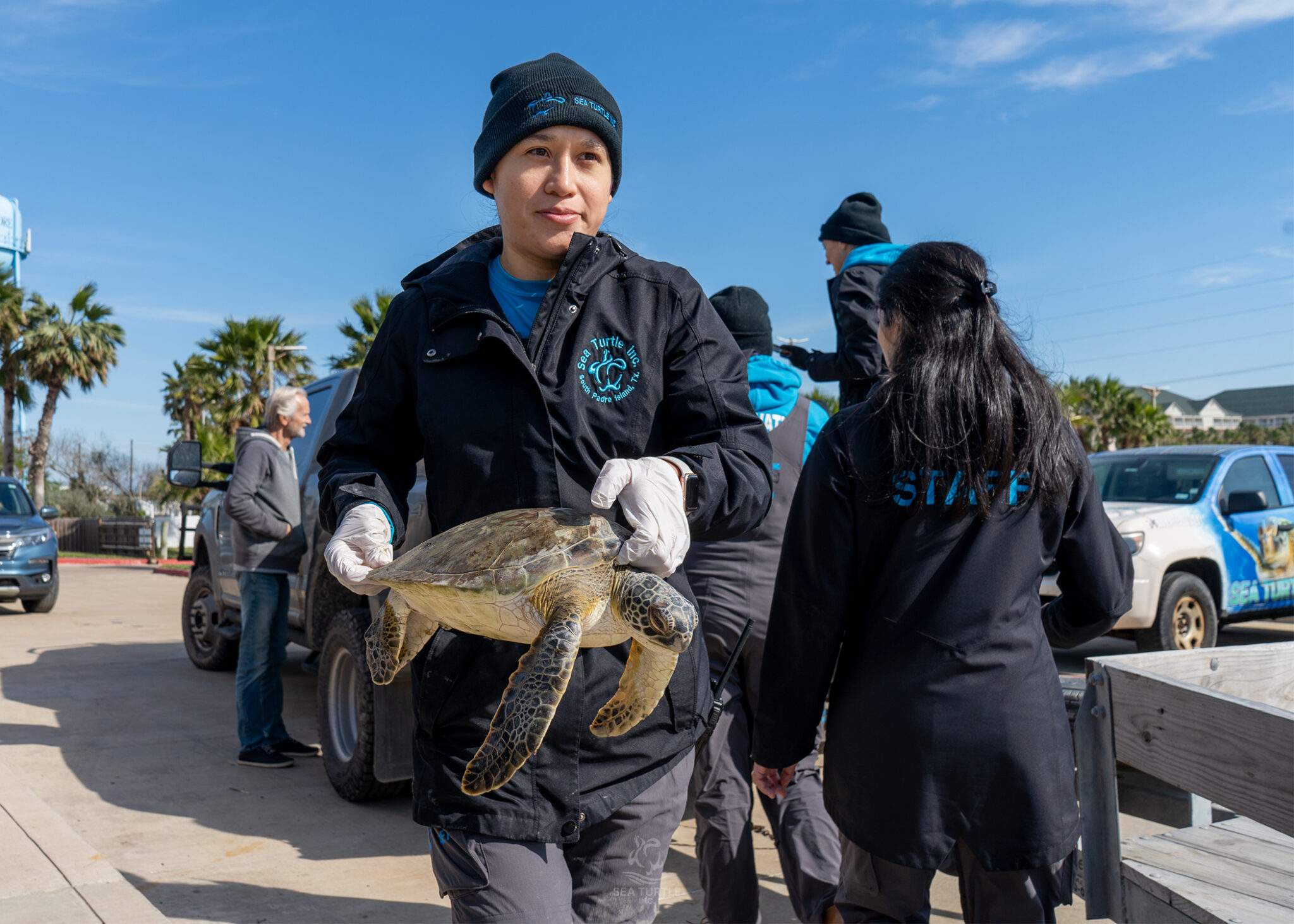 cold stun - Sea Turtle Inc.