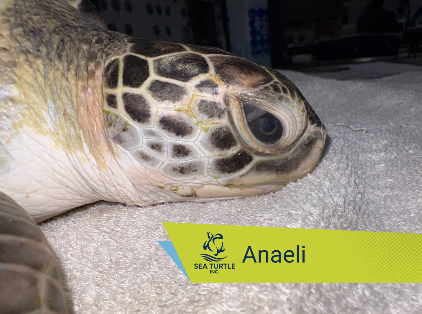 Anaeli - Sea Turtle Inc.