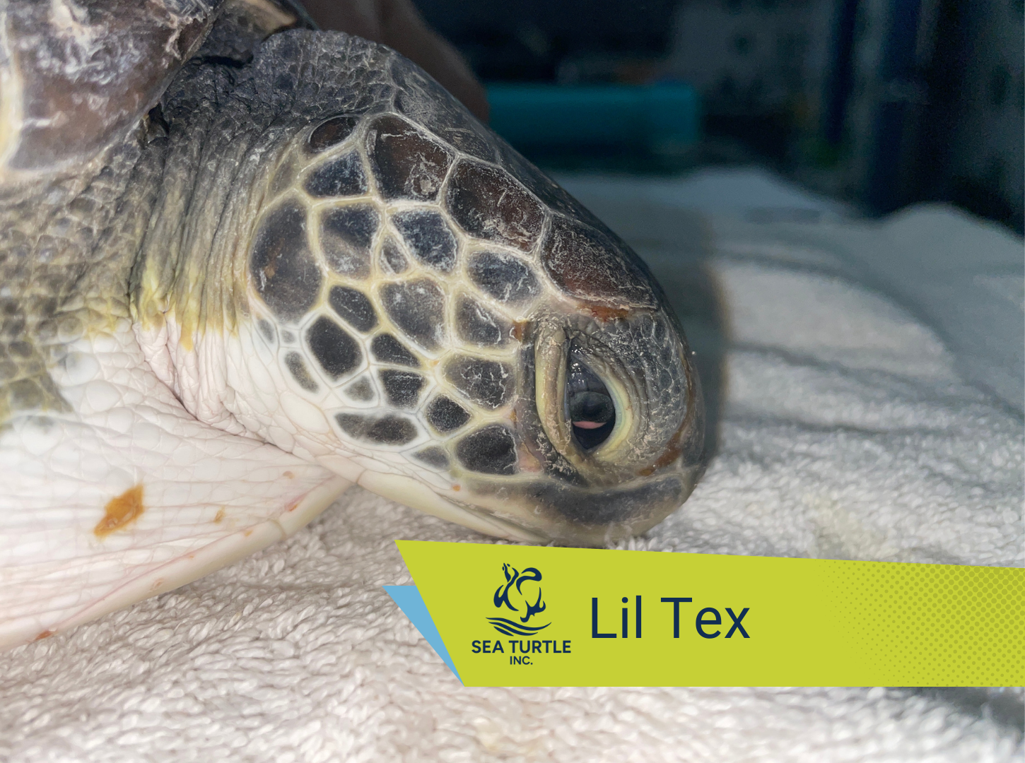 Lil tex - Sea Turtle Inc.