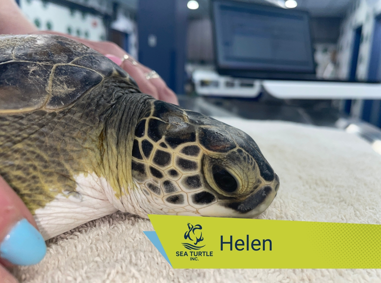 Helen - Sea Turtle Inc.
