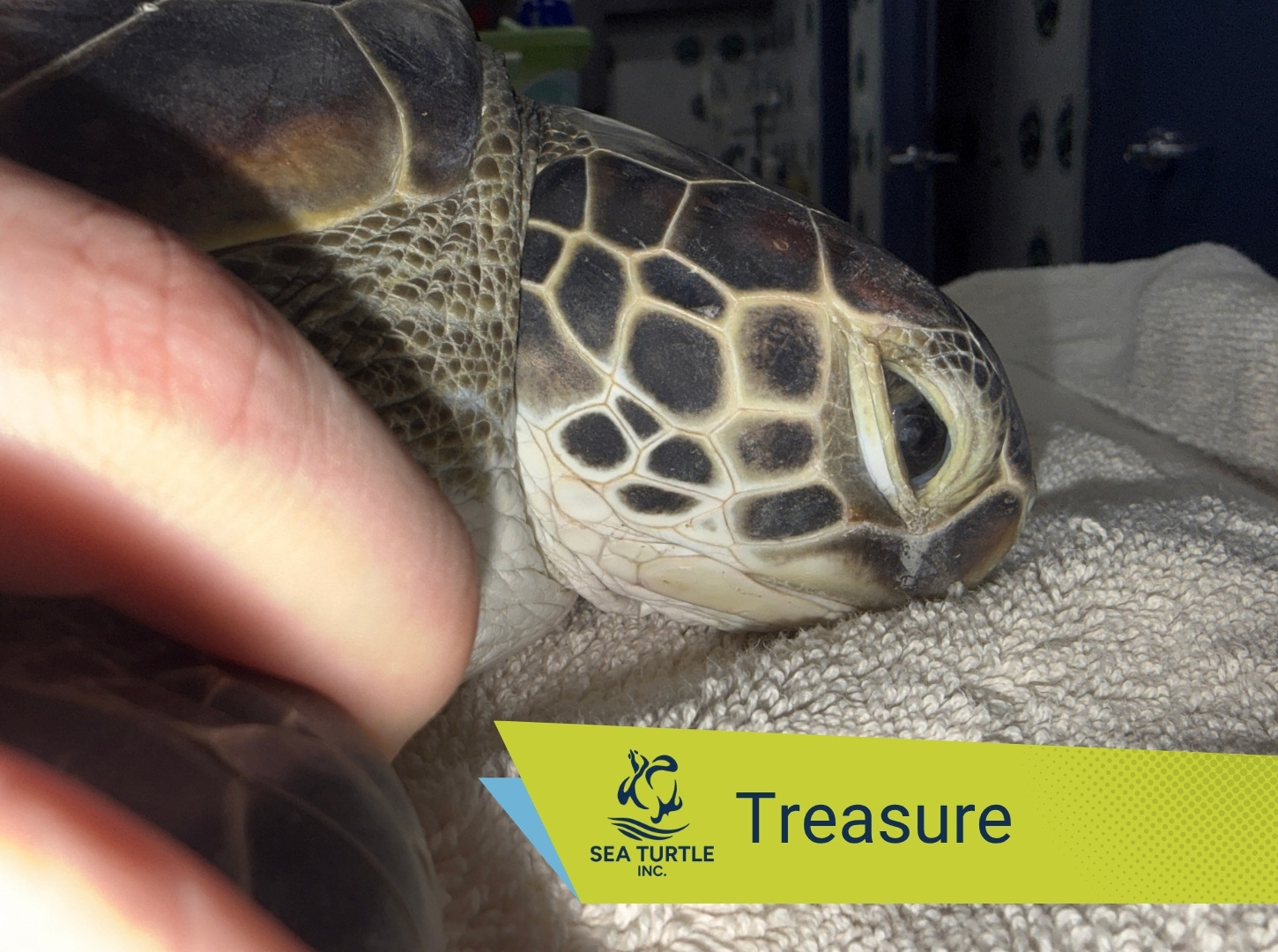 Treasure - Sea Turtle Inc.